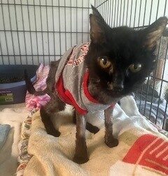 Pepper - Animals In Distress