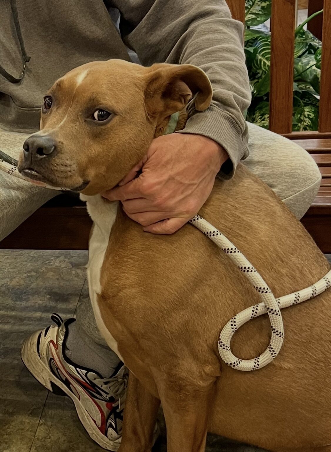 Radiothon 2026 Information - Animals In Distress